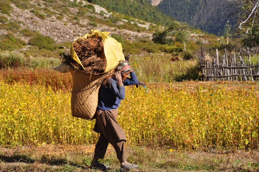 The Effect of the COVID-19 Pandemic on Mountain Communities of the ...